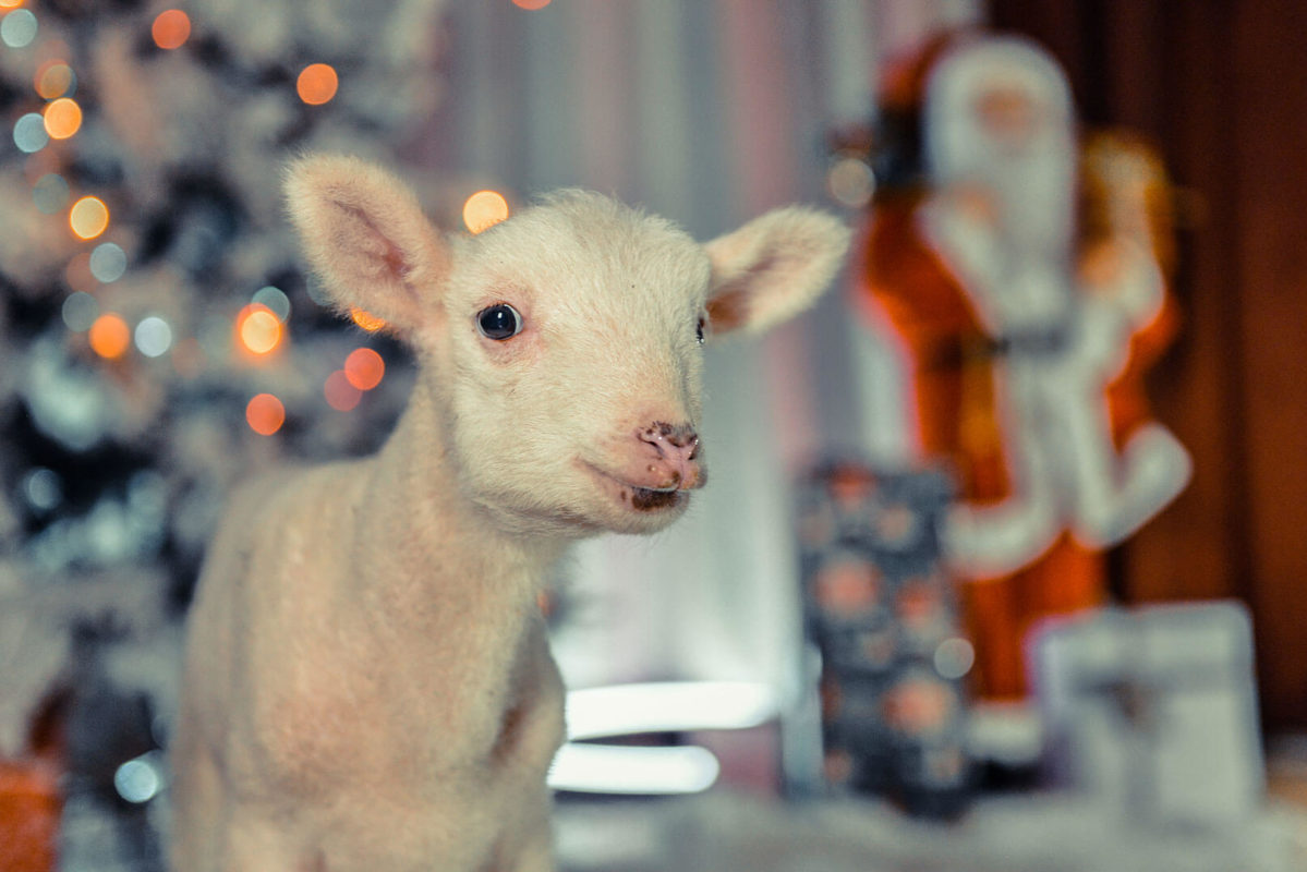 Visit Santa at Castleview Open Farm | Santa Visits Ireland | Midlands Park